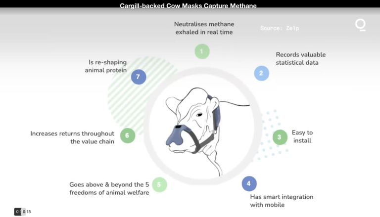 We’re Saved! Cows Mandated to Wear Masks to Trap Methane Burps – Food ...