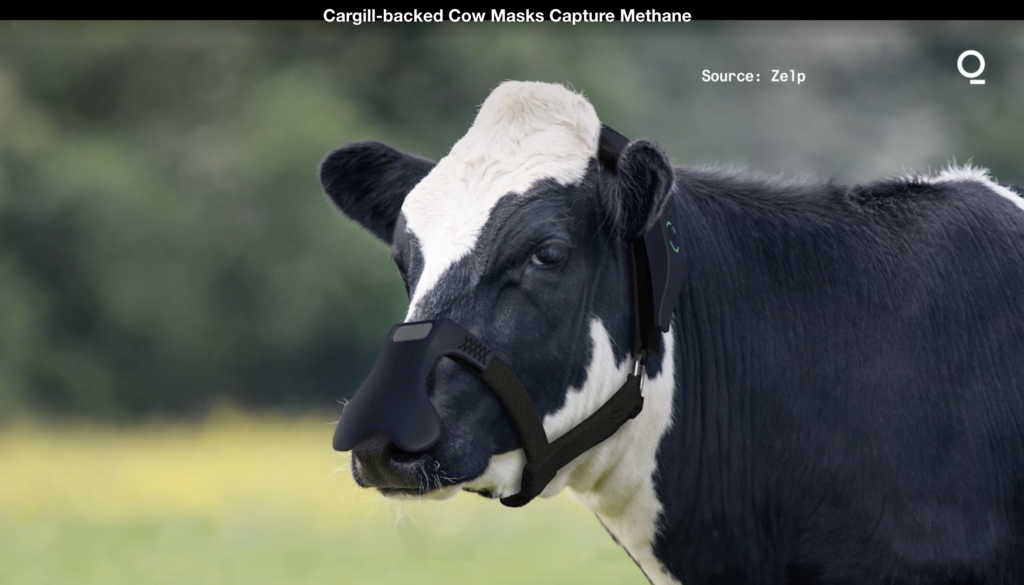 We’re Saved! Cows Mandated to Wear Masks to Trap Methane Burps – Food ...