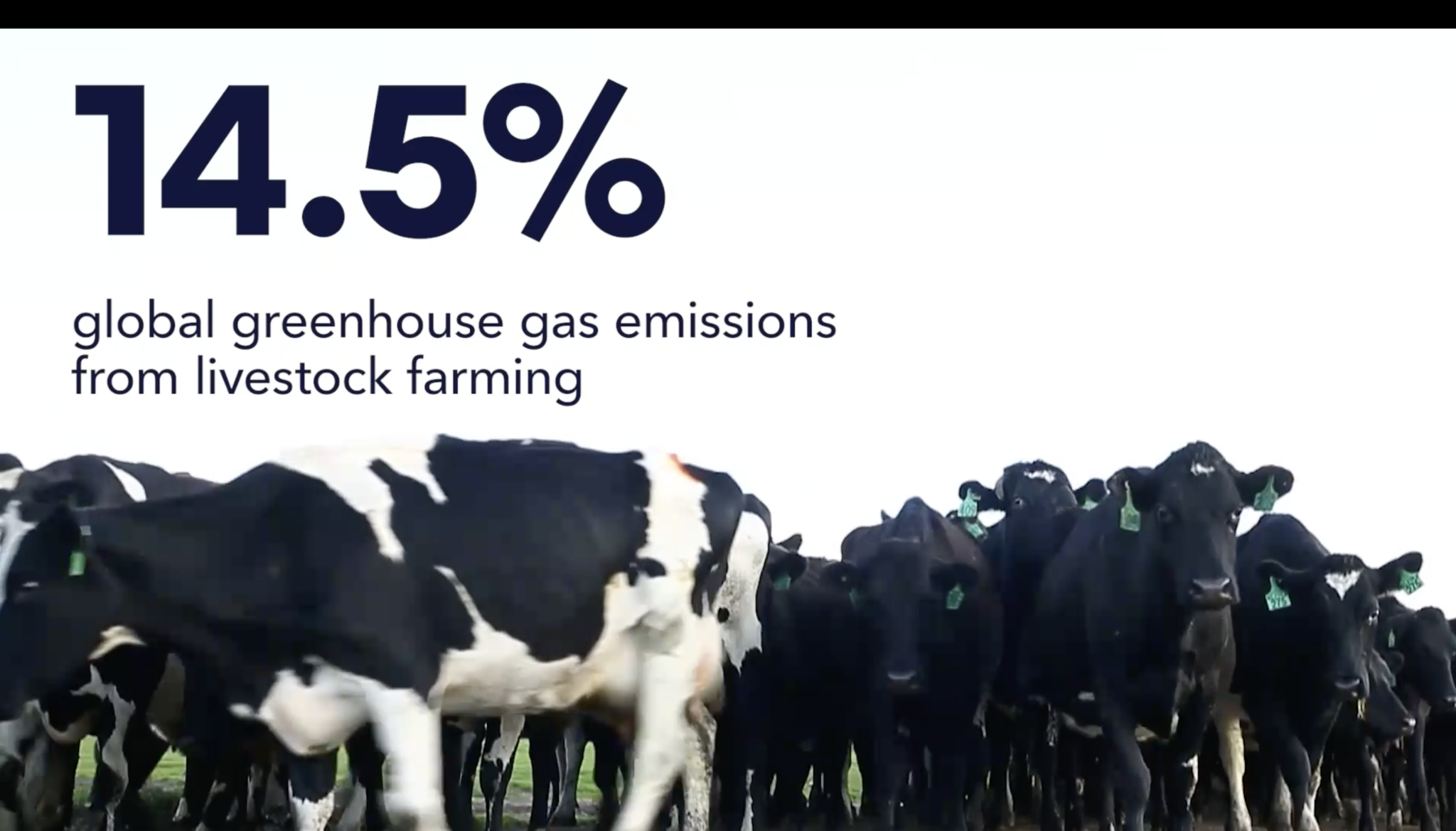 We’re Saved! Cows Mandated to Wear Masks to Trap Methane Burps – Food ...