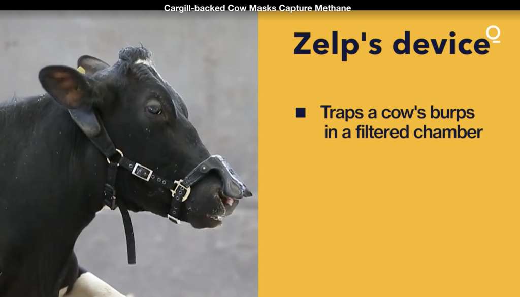 We’re Saved! Cows Mandated to Wear Masks to Trap Methane Burps – Food ...