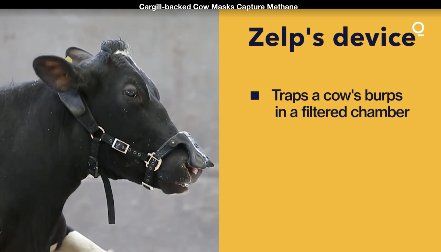 We’re Saved! Cows Mandated to Wear Masks to Trap Methane Burps – Food ...