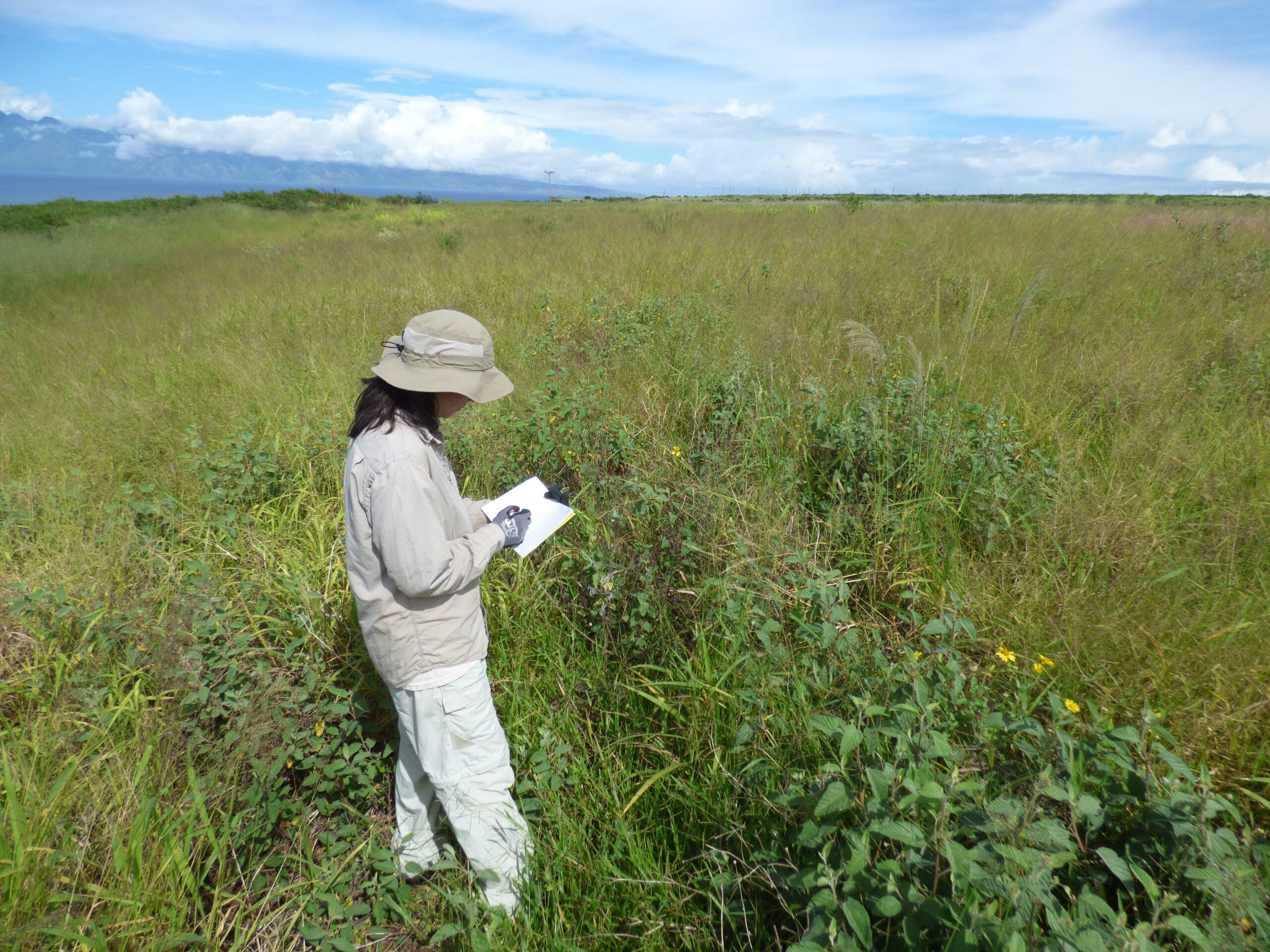 USA Today features U. of Hawaii professor calling Maui wildfire climate ...