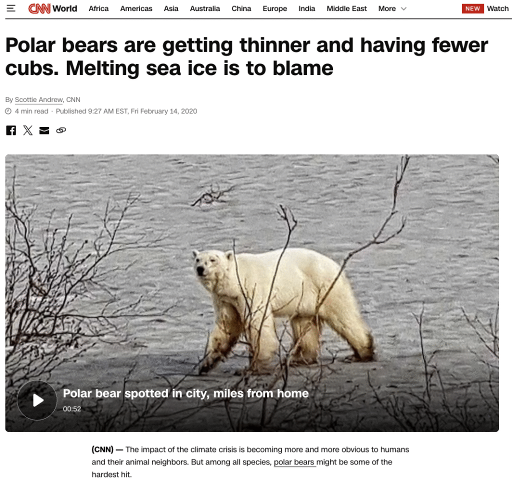 Flip-Flop: Climate makes polar bears skinny & fat! NYT in 2026: ‘Some ...